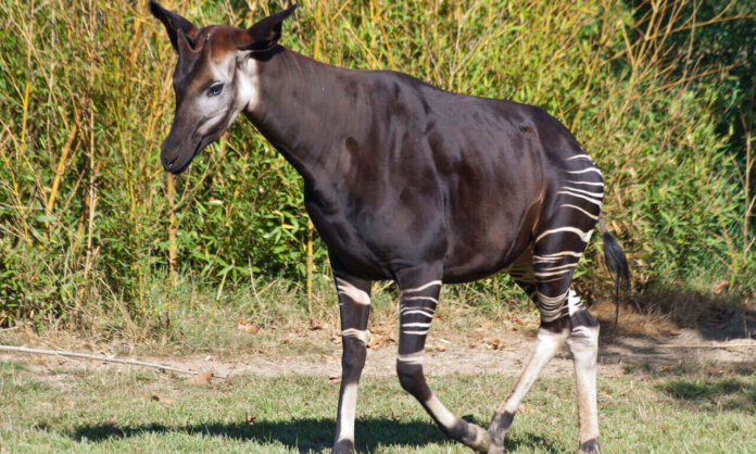 The Ultimate African Animals List from A to Z You Will Find Interesting ...