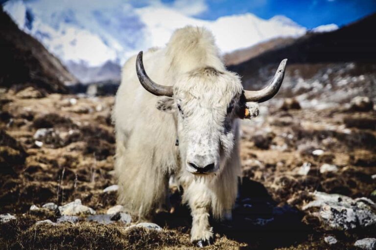 30 Mind-blowing Facts About Mount Everest That Will Amaze You | The ...
