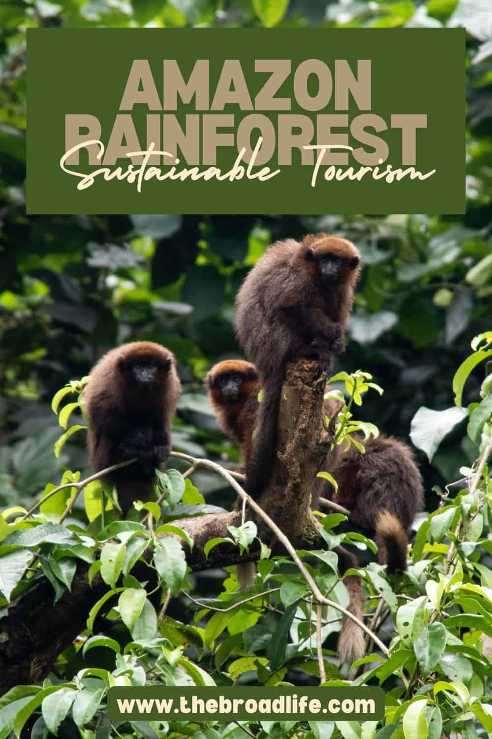 Sustainable Tourism in the Amazon Rainforest | The Broad Life